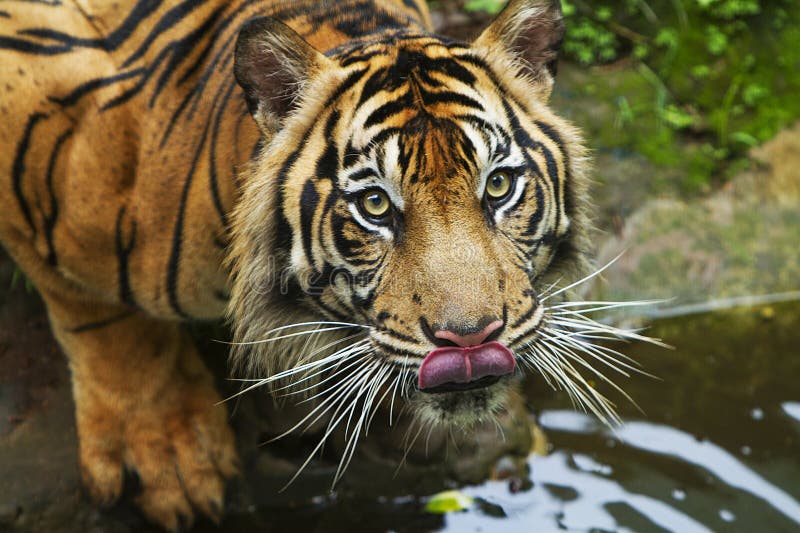 Thirsty stock photo. Image of claw, hunter, face, wildlife - 304752572