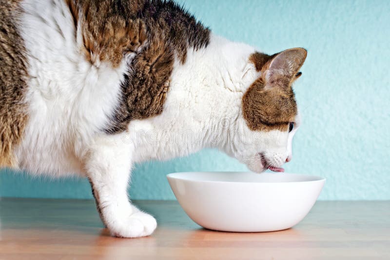 Thirsty Tabby Cat Drinking from a Water Dish. Stock Image - Image of ...