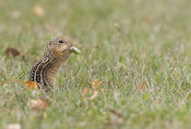 Thirteen-lined Ground Squirrel Eating a Leaf Stock Image - Image of ...