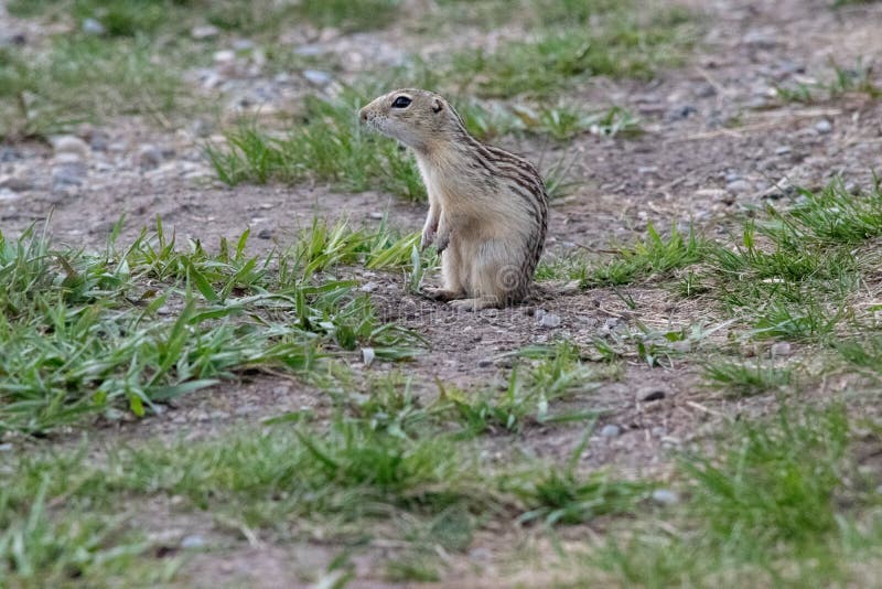The Thirteen Lined Ground Squirrel Ictidomys Tridecemlineatus Stock ...