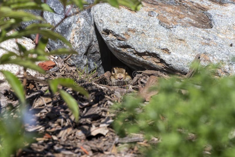 The Thirteen-lined Ground Squirrel Ictidomys Tridecemlineatus Stock ...