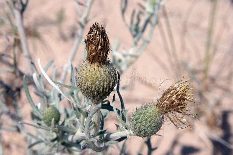 Thistle stock photo. Image of beach, spent, michigan - 13506104