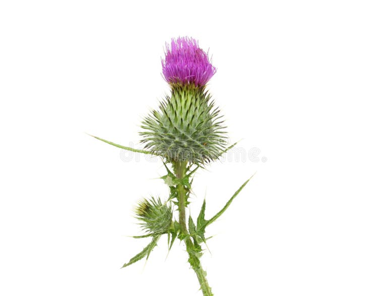71,488 Thistle Svg Stock Photos - Free & Royalty-Free Stock Photos from ...