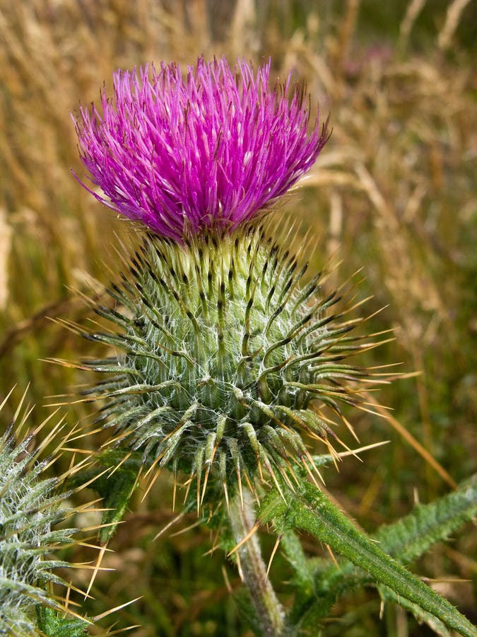 Thistle stock image. Image of green, scotland, pink, colorful - 17837149