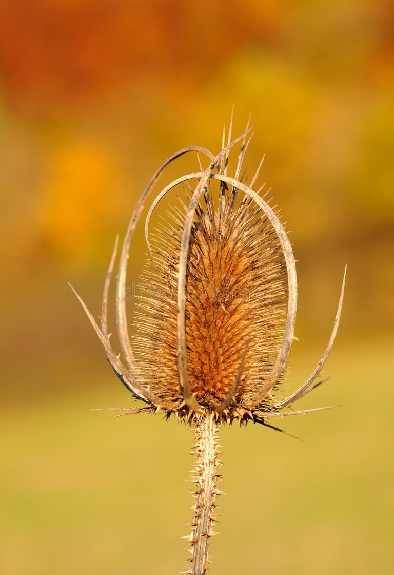 4,469 Thistle Decoration Stock Photos - Free & Royalty-Free Stock ...