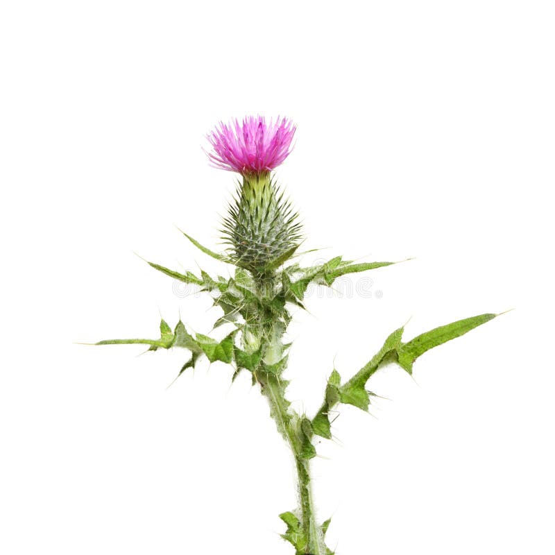 Thistle stock image. Image of petal, stalk, leaf, thistle - 21281215