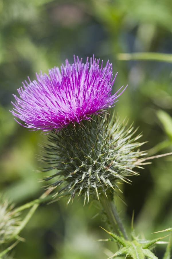 Thistle stock image. Image of purple, spiked, bristlethistle - 25826153