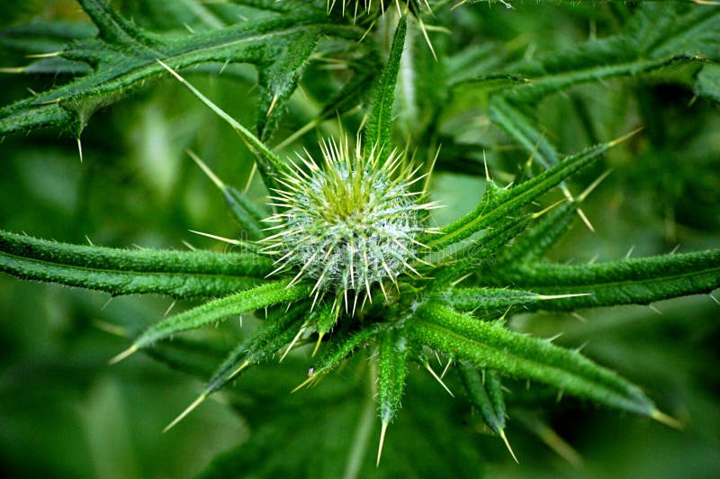 Stinging nettle stock photo. Image of garden, flower, stinging - 888972