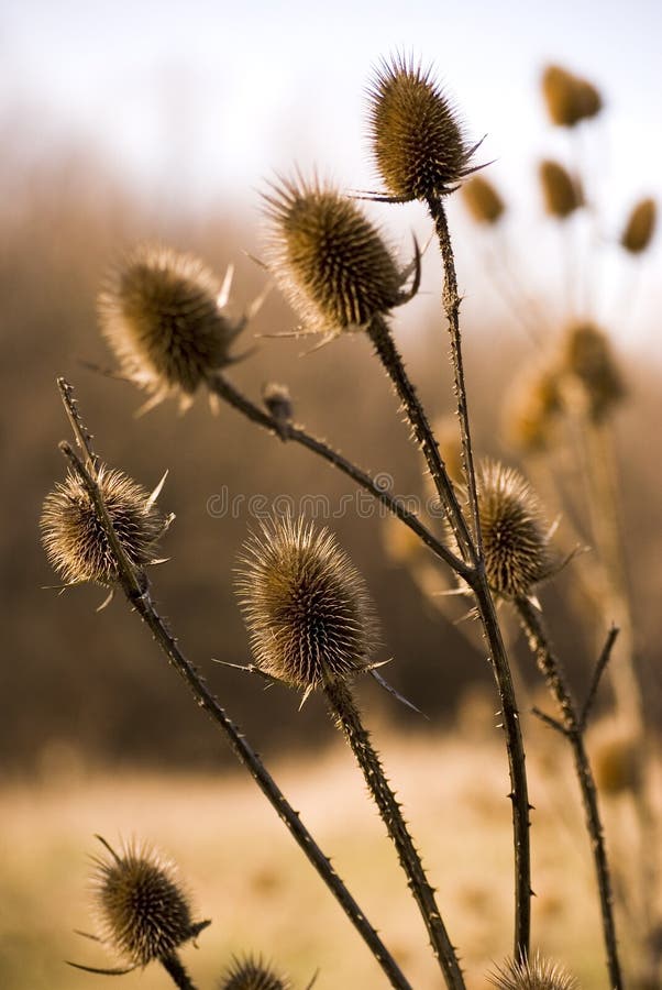 Thistle stock image. Image of spear, seed, thistle, stick - 7981005