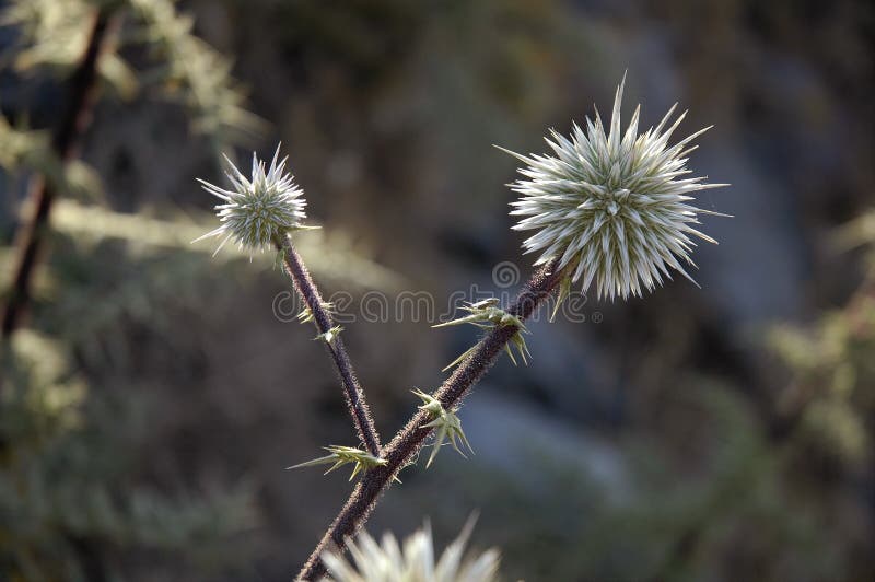 Thistle stock photo. Image of thistle, backlighting, shape - 926700
