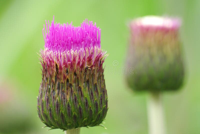 Thistle Background stock image. Image of detail, details - 9780457
