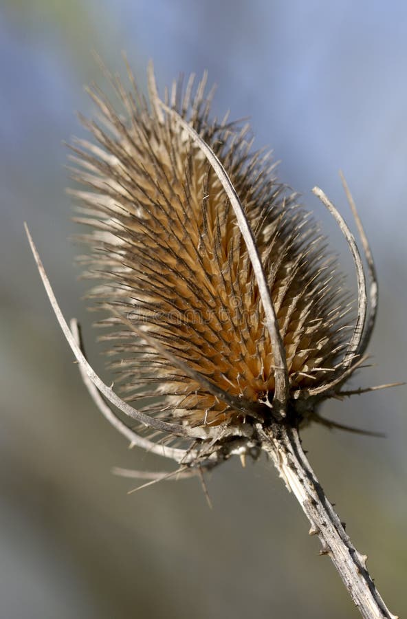 Thistle stock image. Image of fall, nature, plant, meadow - 45007309