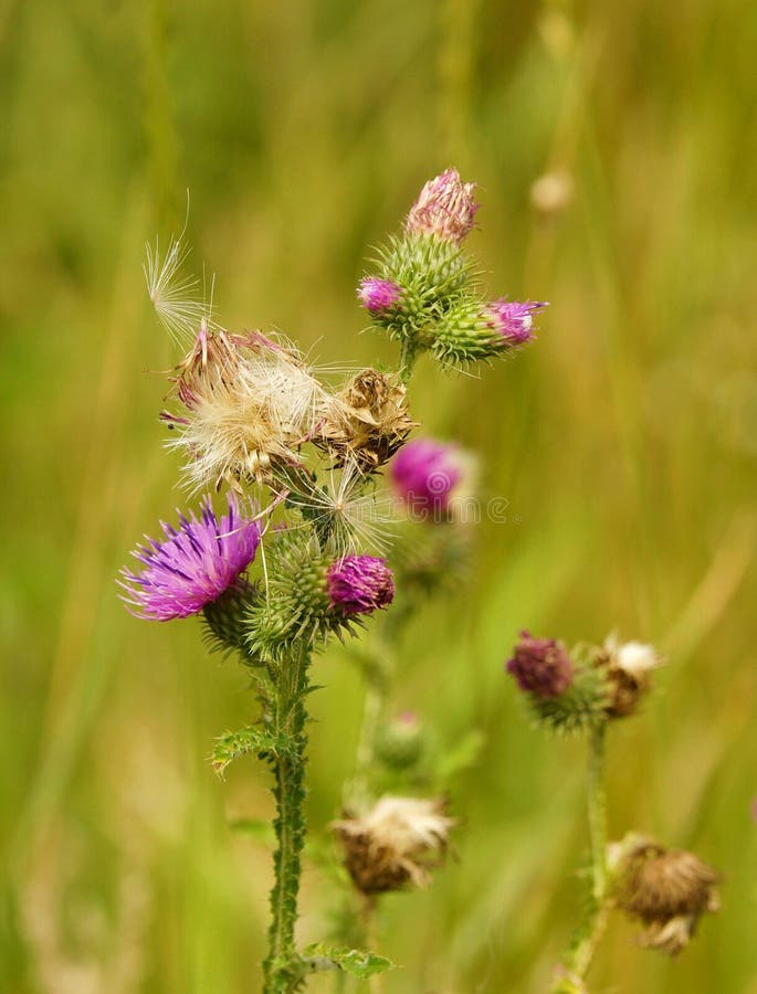 Thistle stock image. Image of crop, buds, pasture, inflorescence - 57036071
