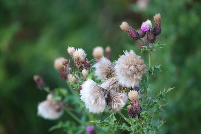 Thistle stock image. Image of purple, scotland, bloom - 61307049