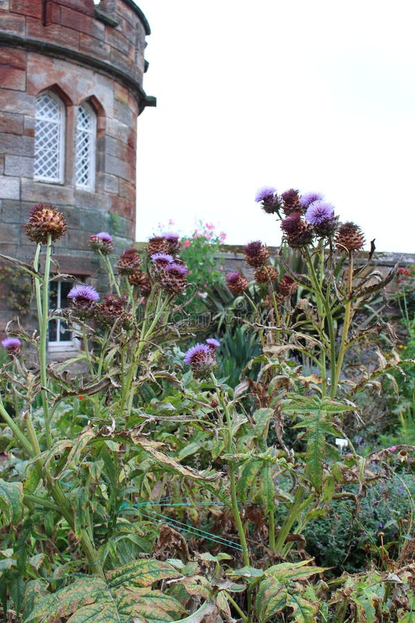 Thistle stock image. Image of tower, cynara, grass, stones - 61307243