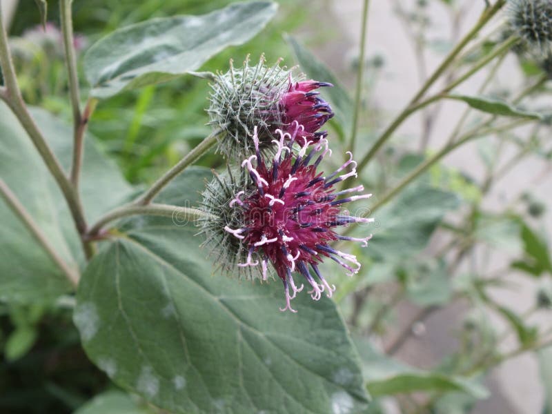 Thistle in blossom stock photo. Image of attractive, buds - 32386046