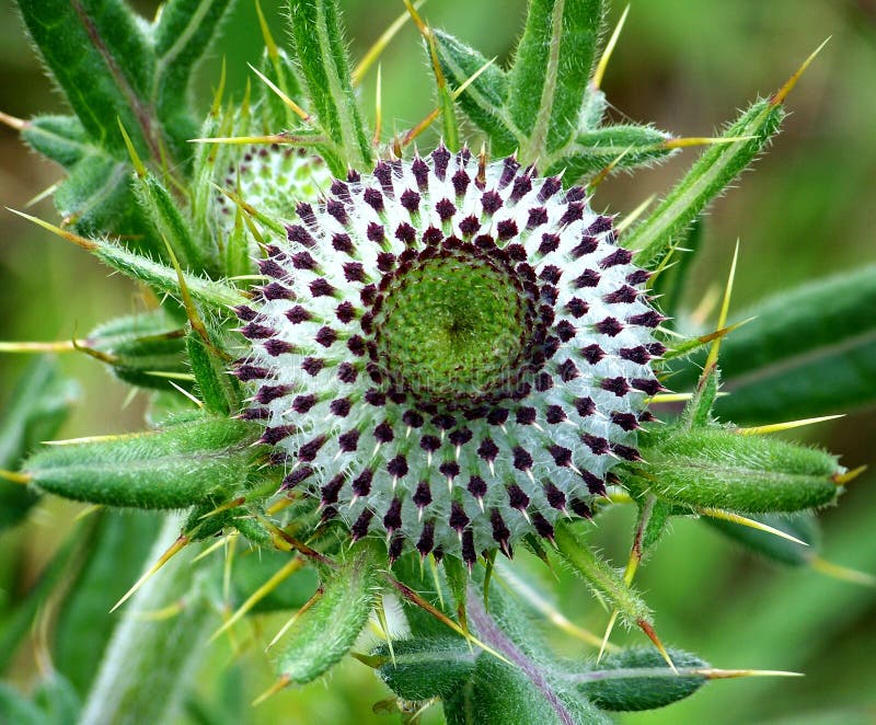 Thistle bud in green stock photo. Image of thistle, field - 67029264