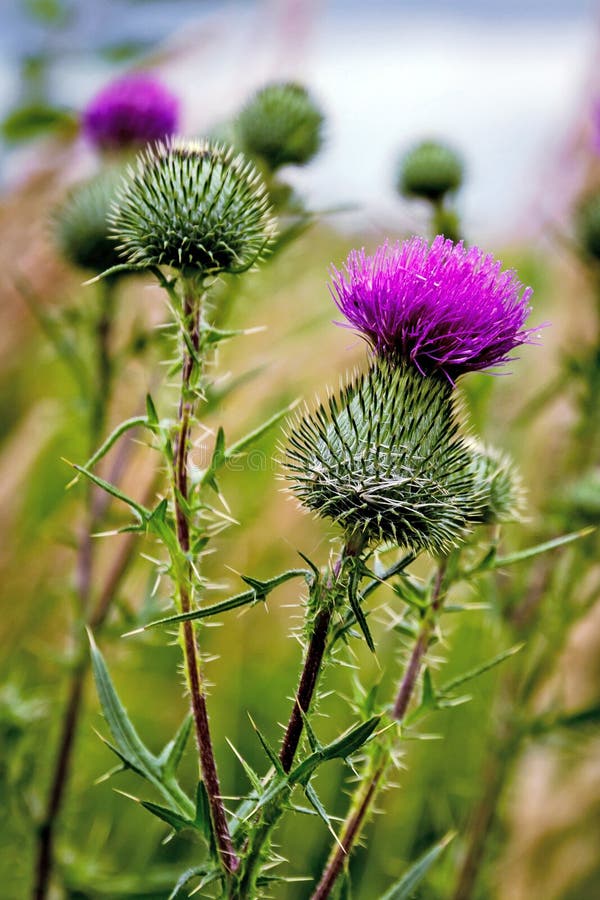 Thistle Buds and Flowers on Stock Photo - Image of scotland, herb: 83595064