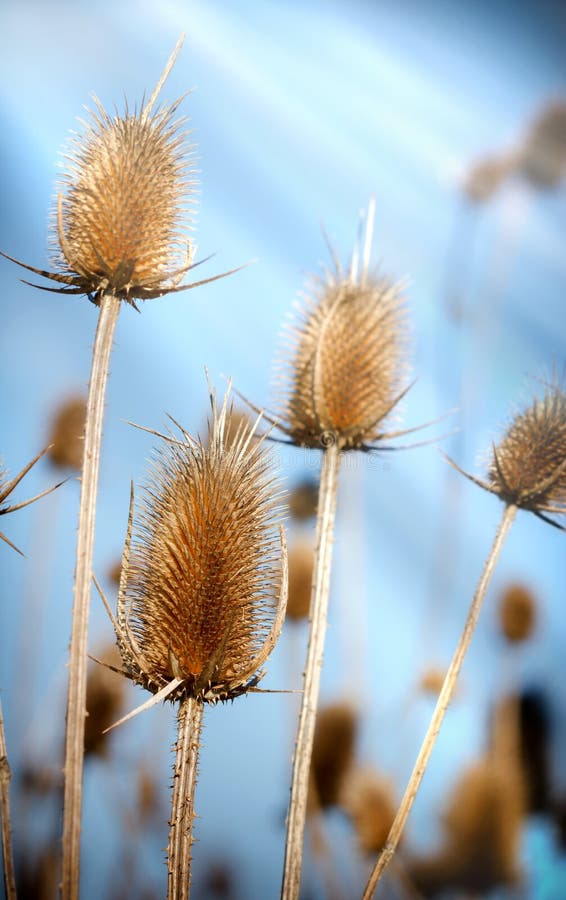 Thistle - burdock - velcro stock photo. Image of plant - 39547368