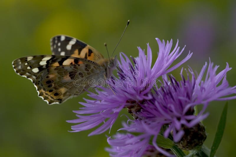 Thistle Butterfly stock photo. Image of lady, cardui - 27873652