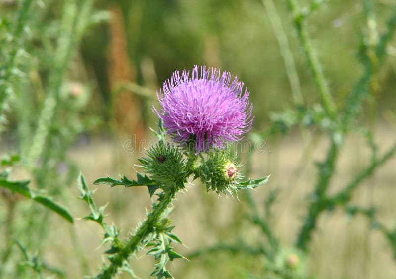 Thistle Carduus Acanthoides Grows in Nature in Summer Stock Photo ...