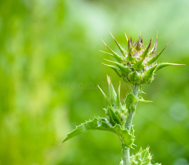 Thistle stock photo. Image of thorns, detail, nature - 33520226