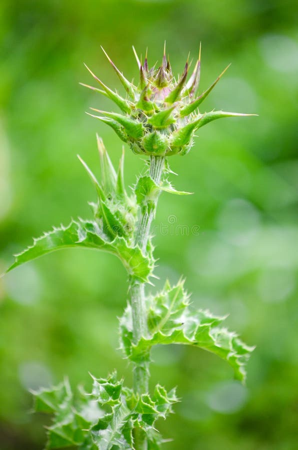 Thistle stock photo. Image of bloom, blooming, macro - 33718582