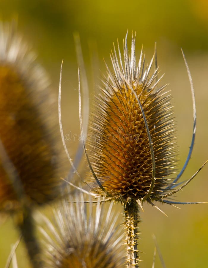 Teasel in the Fall stock photo. Image of nature, spike - 102834652