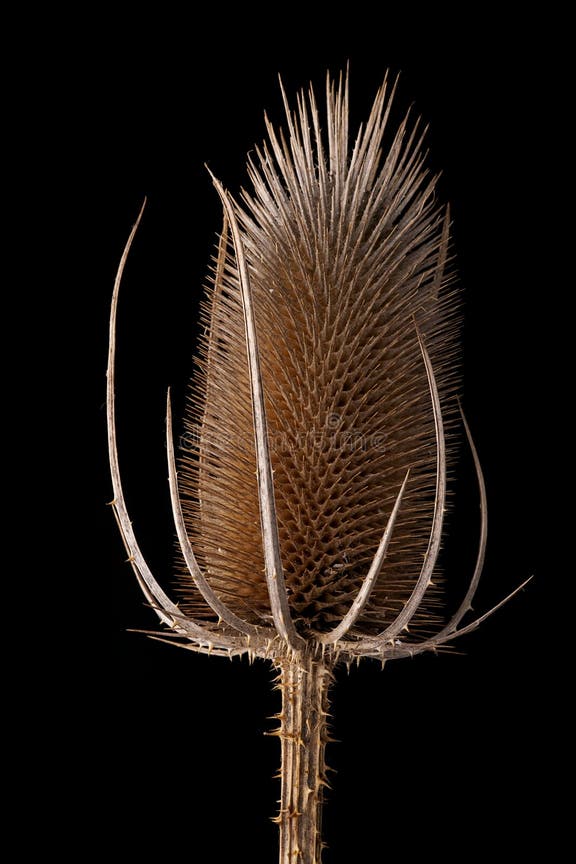 Thistle Fall Dried Wild Flower Isolated on Black Stock Image - Image of ...