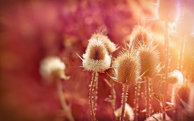 Thistle Field Lit by Sunlight Stock Photo - Image of bright ...