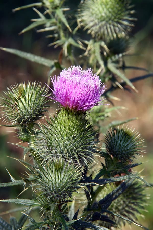 Thistle stock image. Image of large, natural, asteraceae - 15837941
