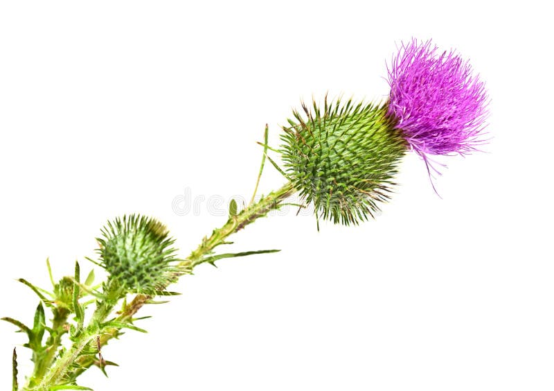 Thistle Flower in Bloom on White Stock Photo - Image of isolated, green ...
