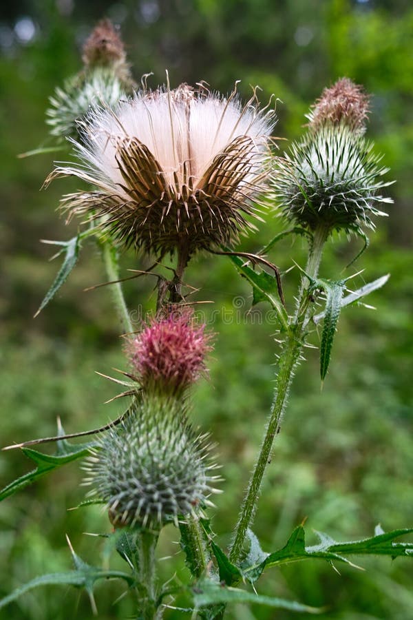 Thistle flower stock image. Image of bloom, farm, danger - 20657413