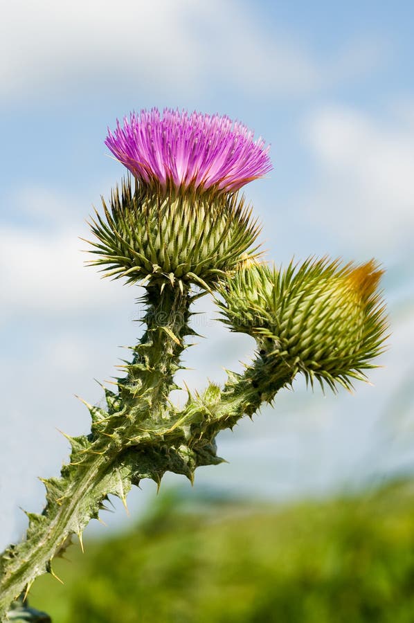 Thistle flower. stock photo. Image of clouds, plant, weed - 7755470