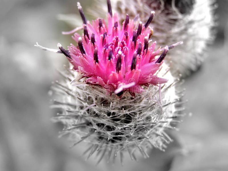 Thistle Flower in Bloom on White Stock Photo - Image of isolated, green ...