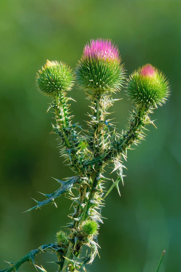 Setose thistle stock image. Image of buds, natural, japonicum - 189652941