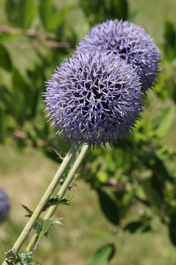 Thistle Flower Echinops Ritro Stock Image - Image of vulgare, plant ...