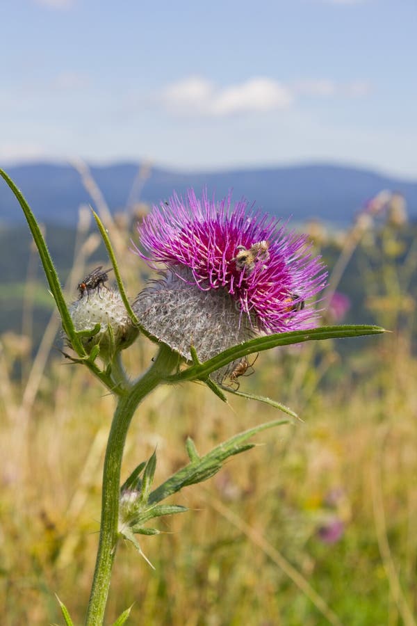 Thistle flower stock photo. Image of flower, landscape - 51662096
