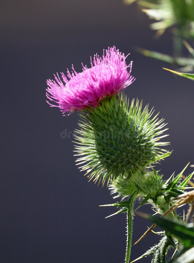 Thistle flower stock image. Image of thorns, brazil - 200707153