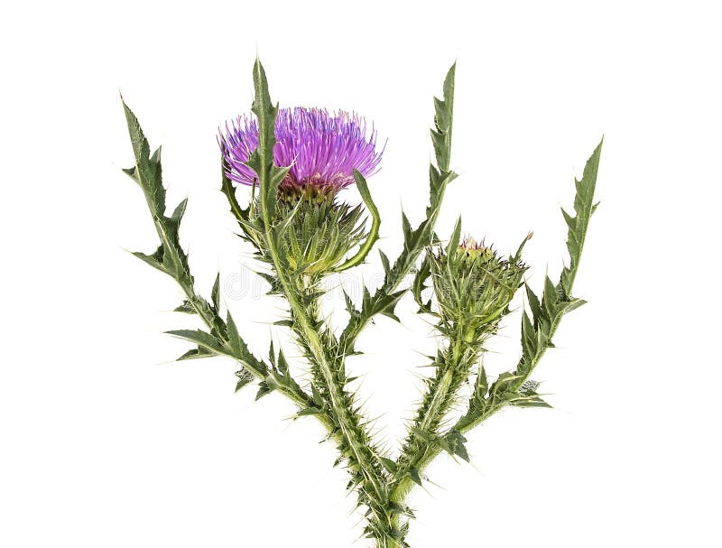 Thistle Flower Isolated on White Background Stock Photo - Image of ...