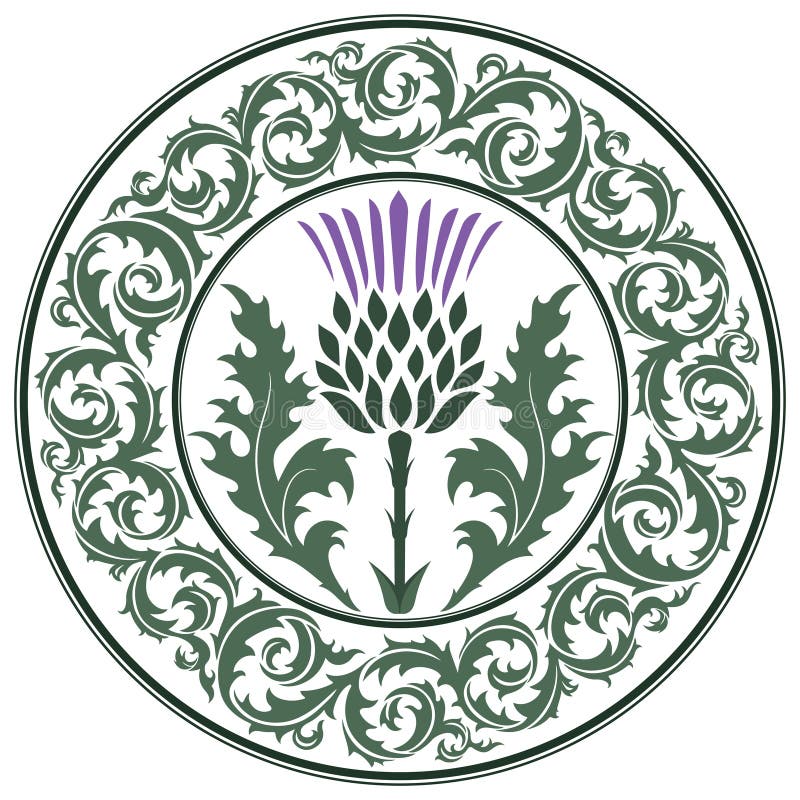 Thistle Flower and Ornament Round Leaf Thistle. the Symbol of Scotland ...