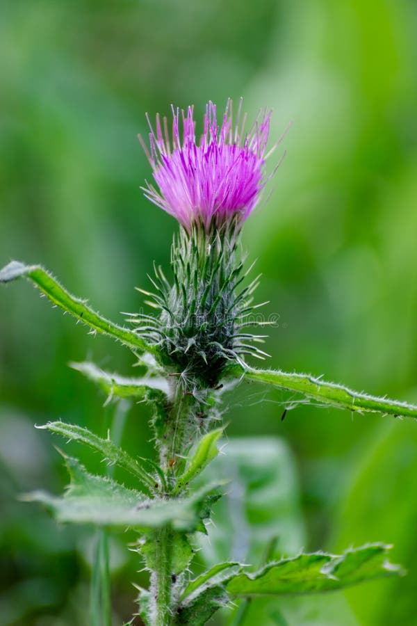 Thistle Flower stock image. Image of seed, flower, stem - 32859975