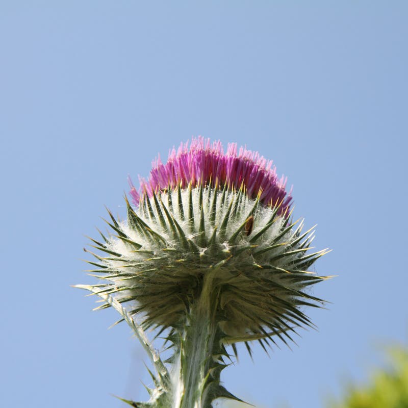Thistle stock photo. Image of scotland, thistle, england - 33049116
