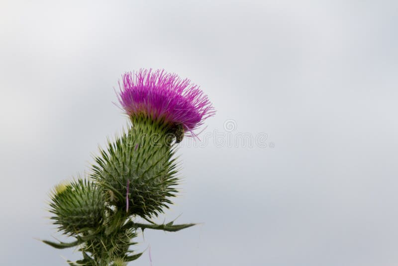Thistle Flower on a Sky Background Stock Image - Image of green ...