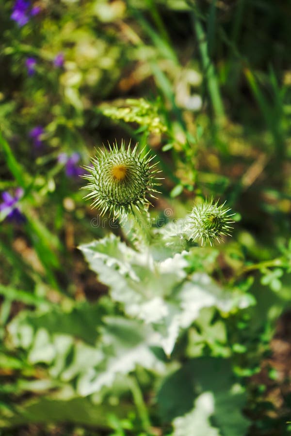The thistle flower. stock image. Image of flora, herb - 188117165
