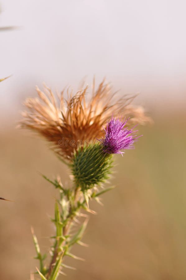 Thistle flower stock image. Image of fall, blurry, houses - 98813893