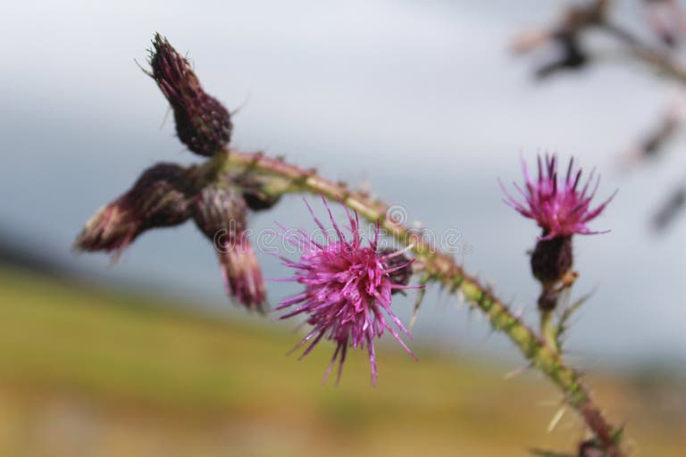 Thistle flowering stock photo. Image of stalk, bright - 33041636