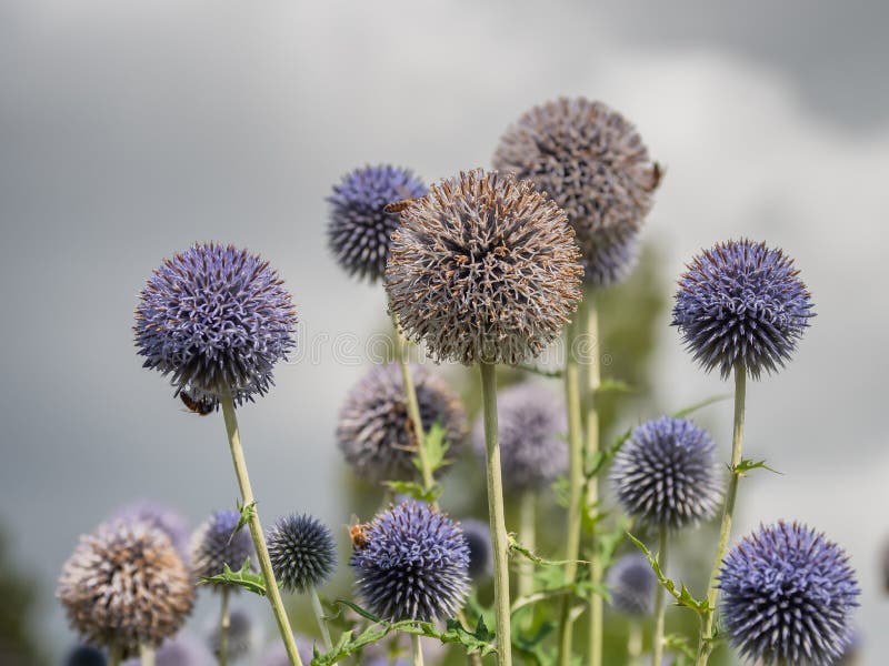 Thistle Flowers in Cambridge Botanic Garden, England Stock Image ...