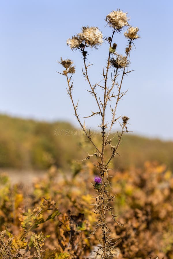 Thistle Flowers with Seeds Spreading during Autumn. Stock Photo - Image ...