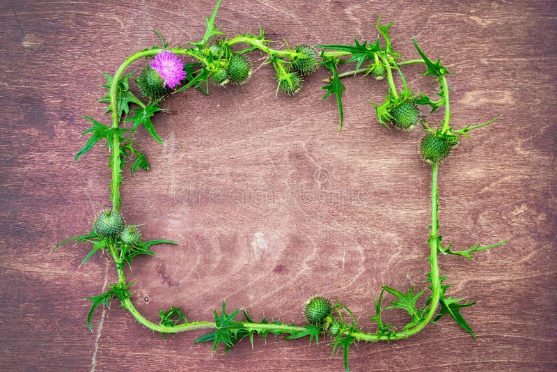 Thistle stock photo. Image of head, blossom, flower, marian - 97147152
